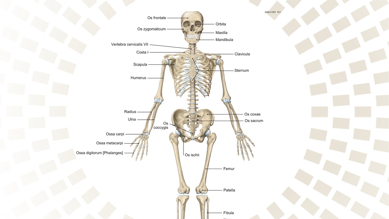 Skelett, Systema sceletale, ventral - Student Hub Germany