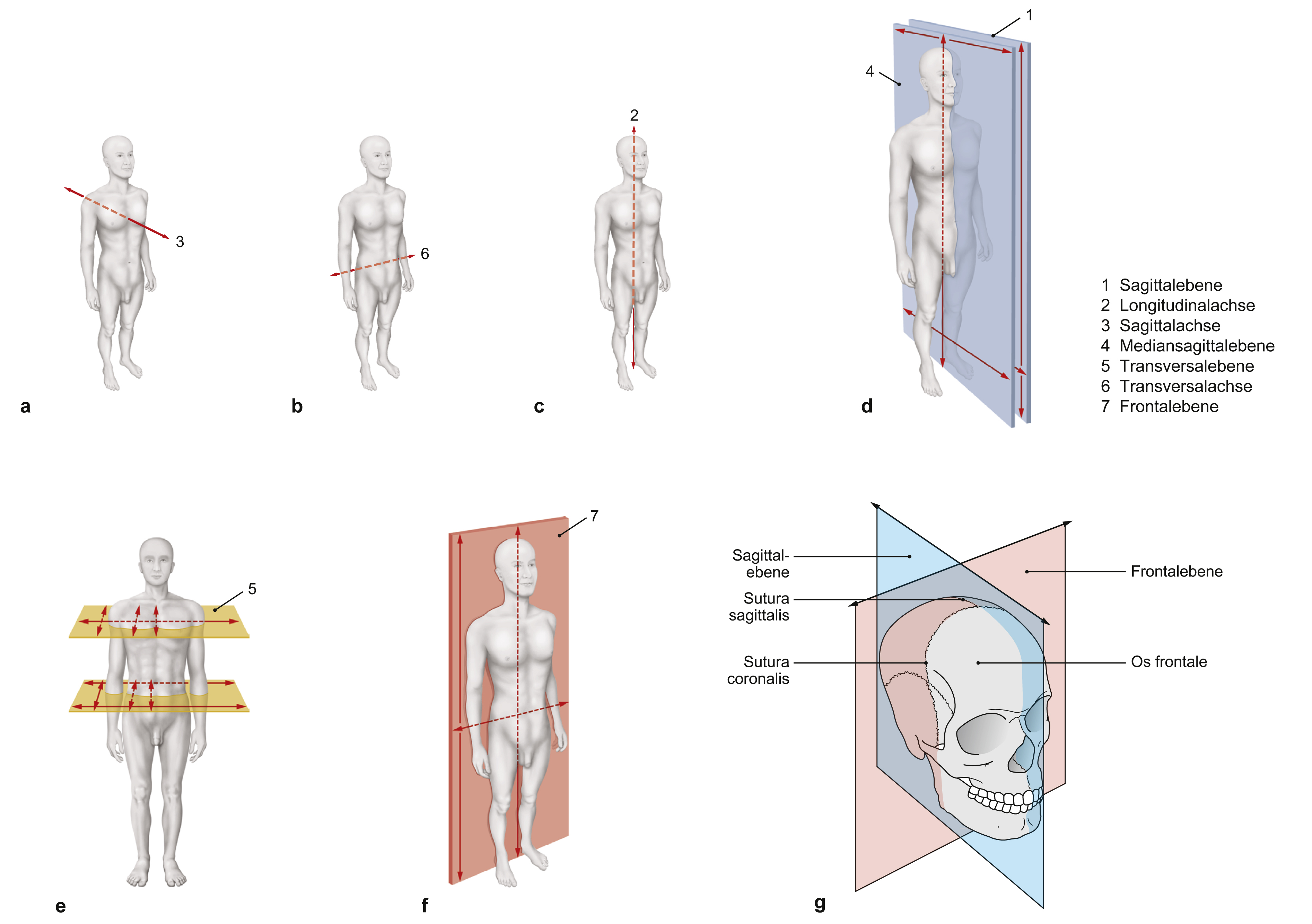 Körperachsen und -ebenen - Student Hub Germany