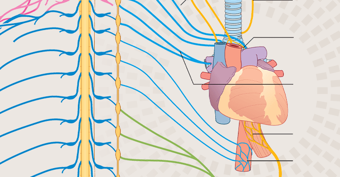 Nerve Plexuses: Somatic and Visceral - Student Hub EN
