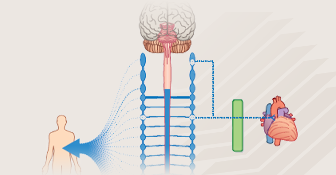 Sympathetic system - Student Hub EN