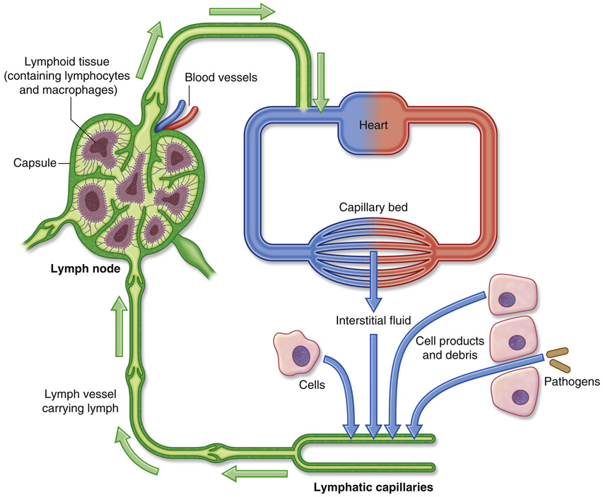 Lymphatic vessels - Student Hub EN