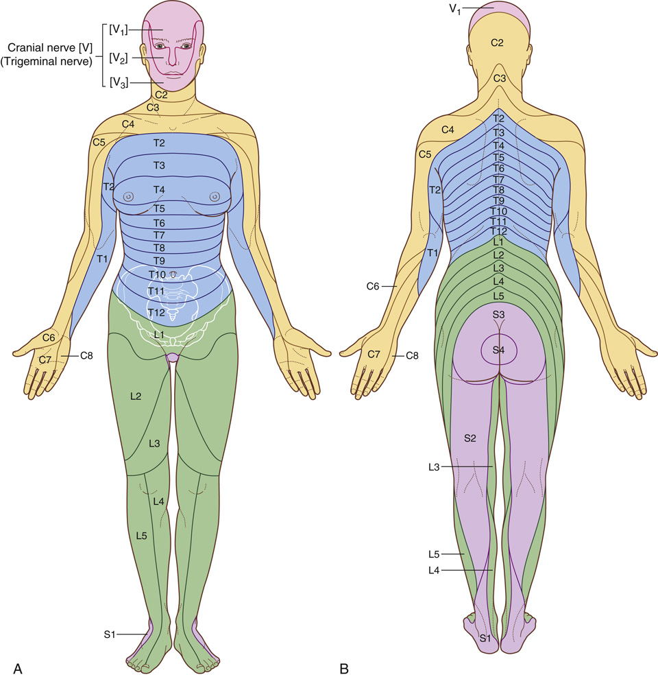 Dermatomes and Myotomes - Student Hub EN