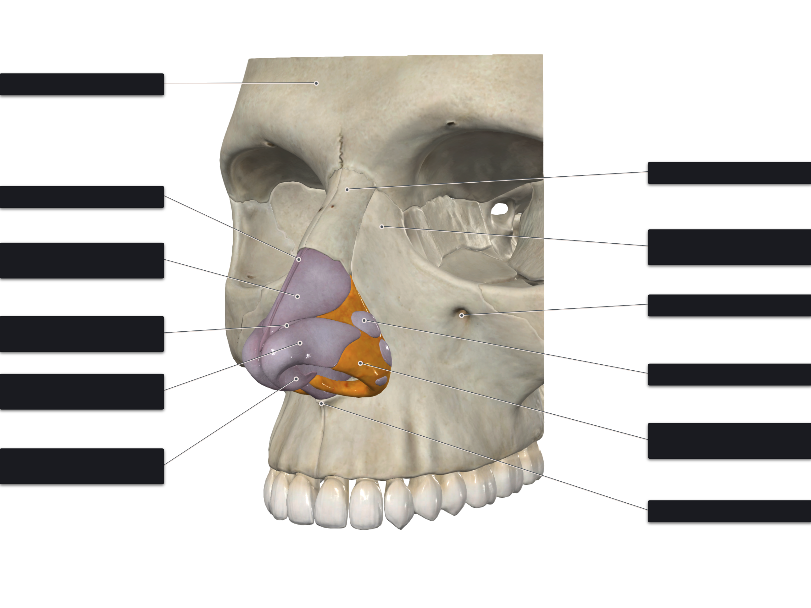 Skeleton of nose - Student Hub EN
