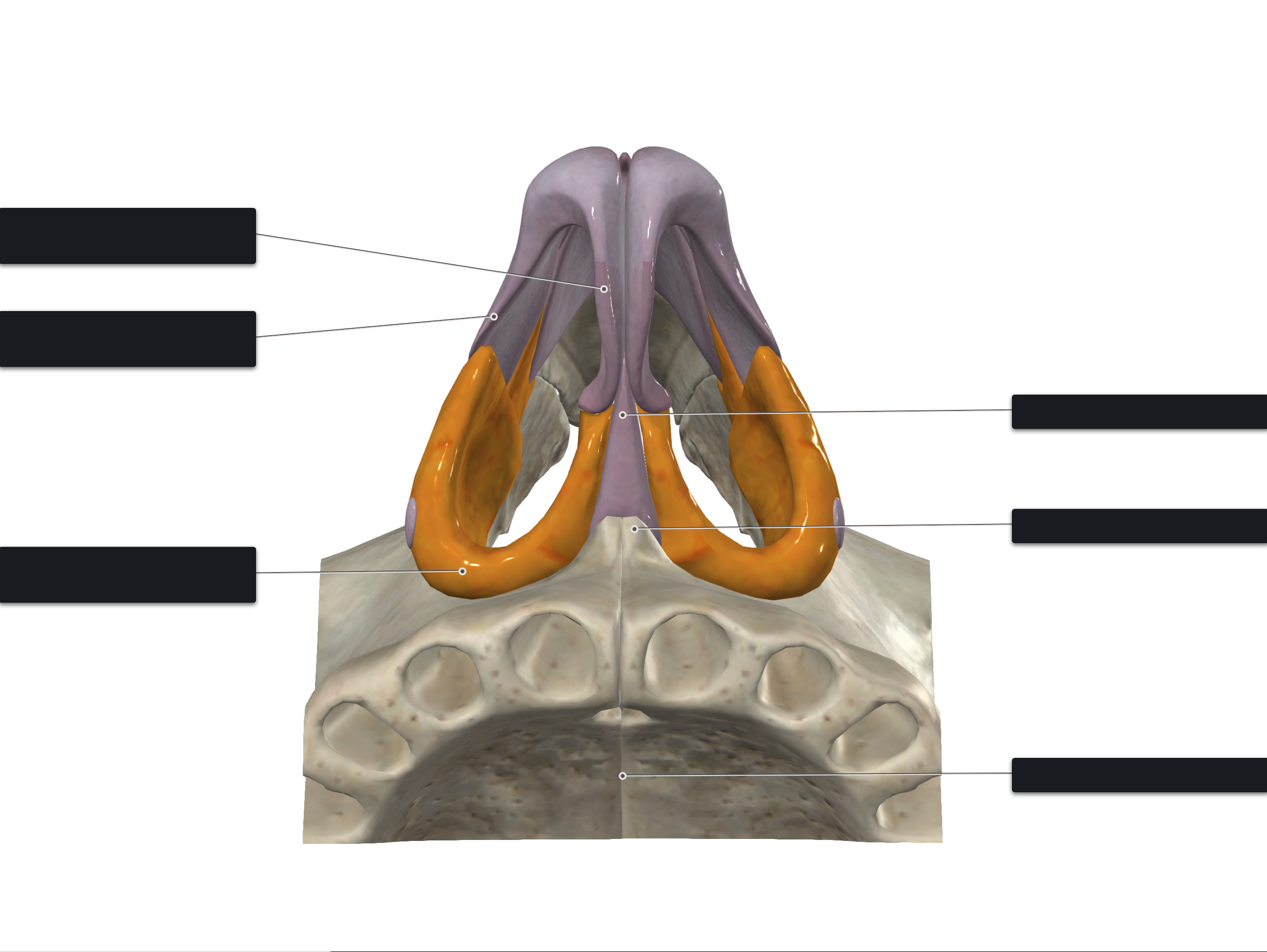 Skeleton of nose - Student Hub EN