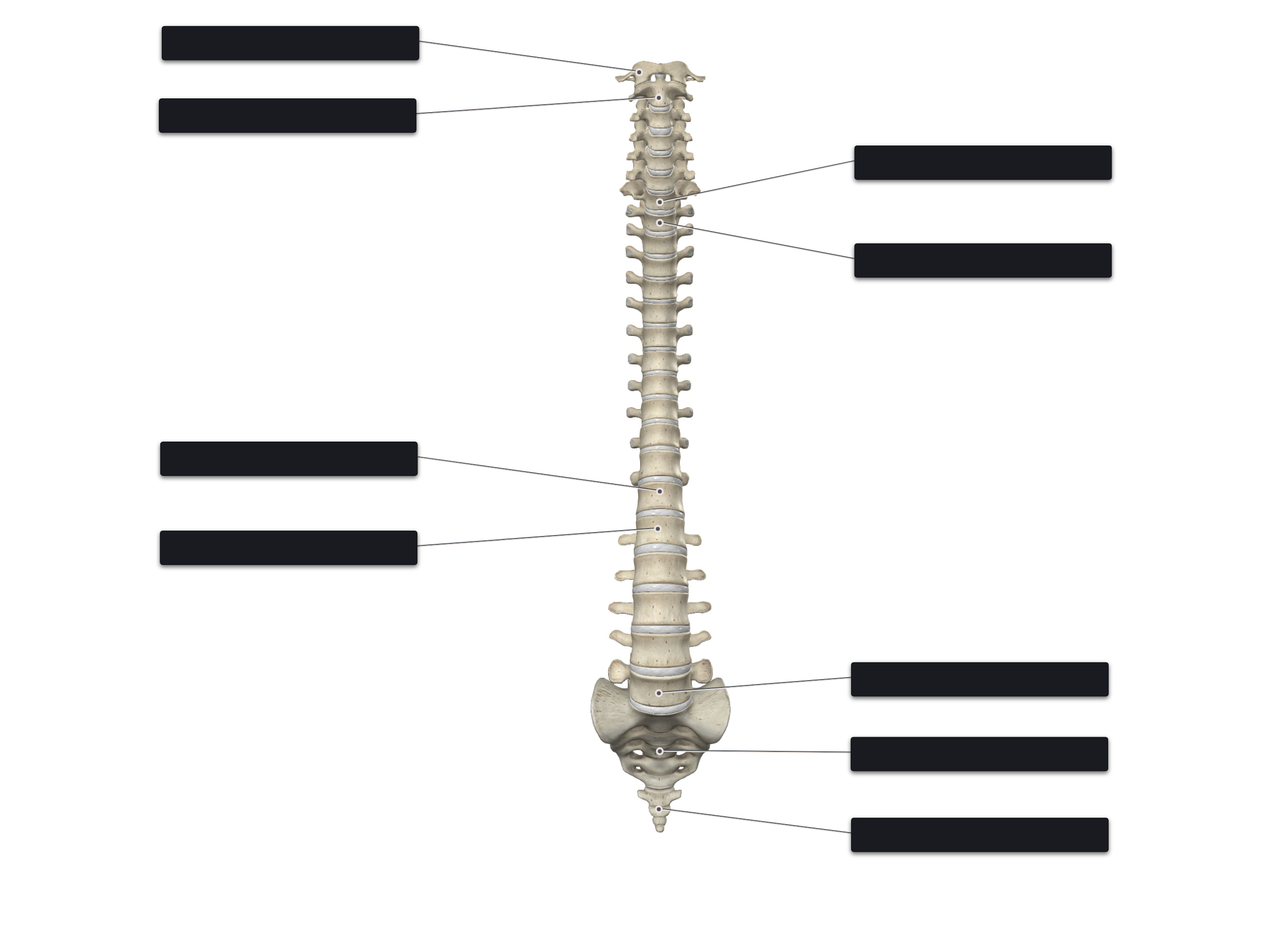Vertebral Column - Student Hub EN