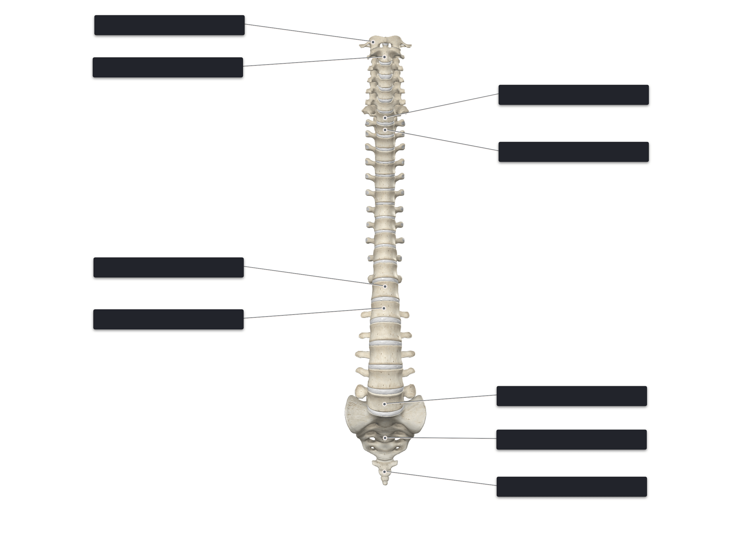 Vertebral Column - Student Hub EN