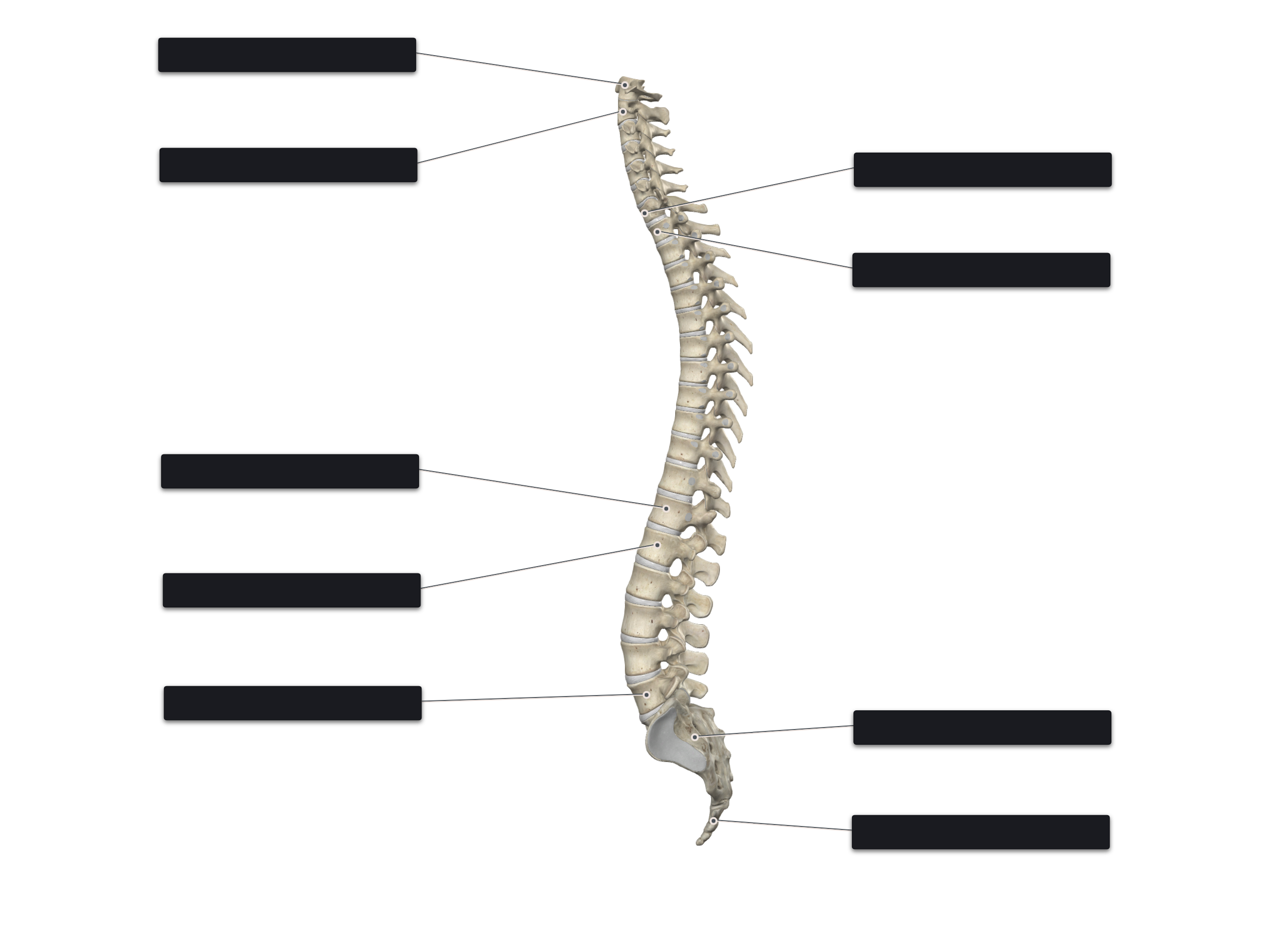 Vertebral Column - Student Hub EN