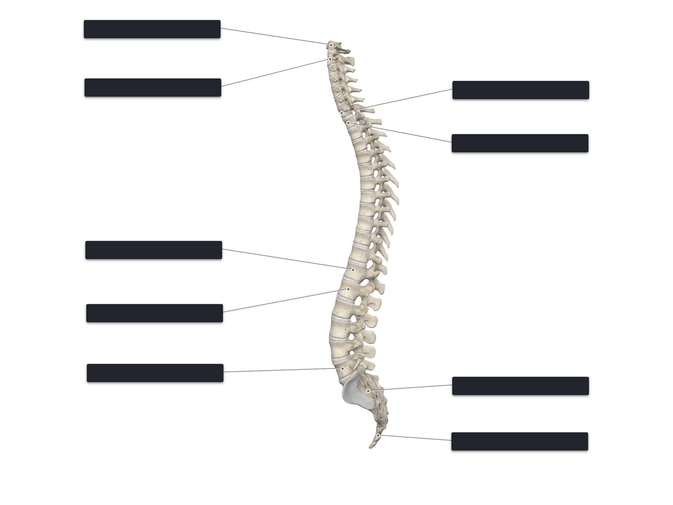 Vertebral Column - Student Hub EN