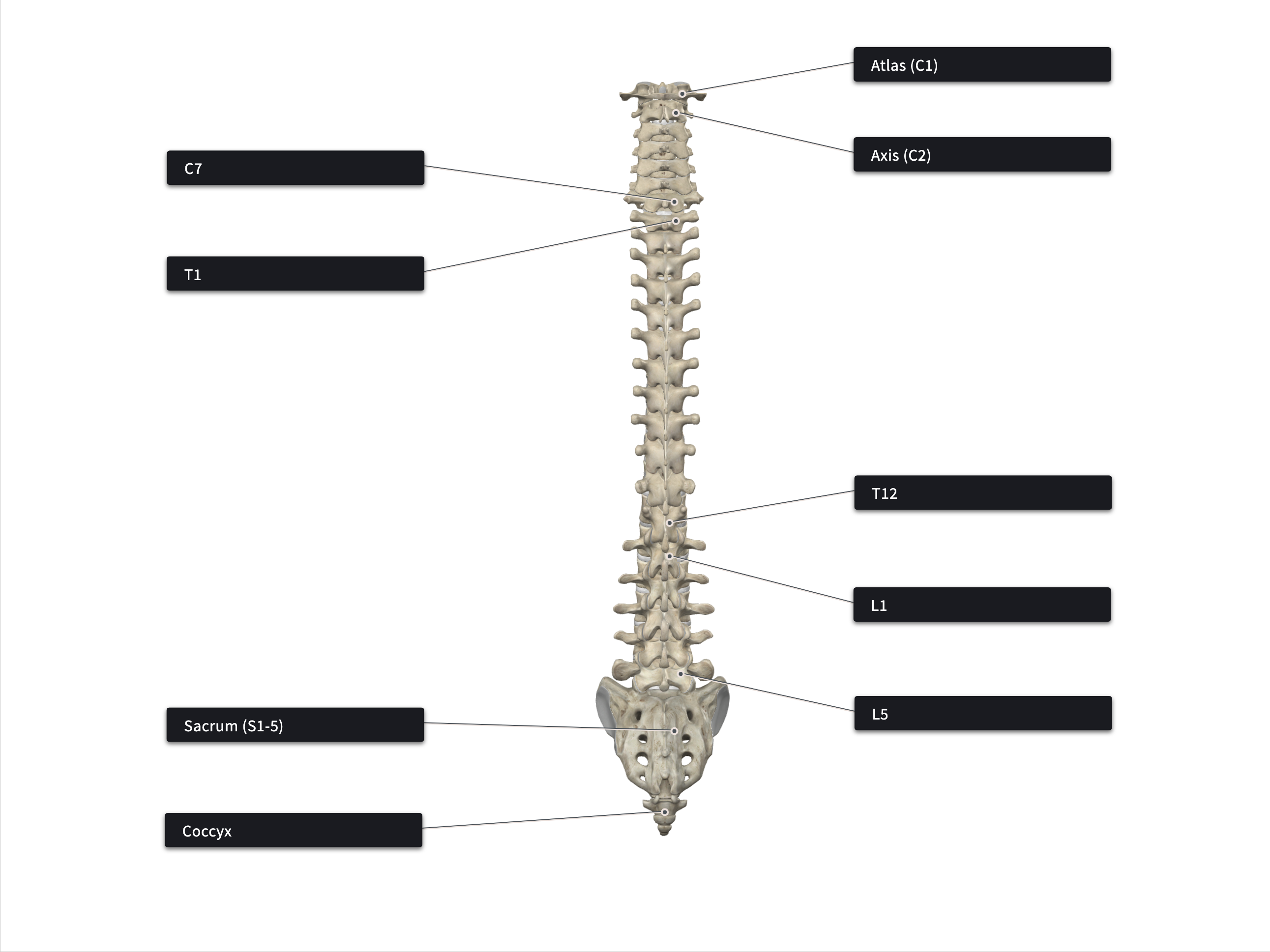 Vertebral Column - Student Hub EN