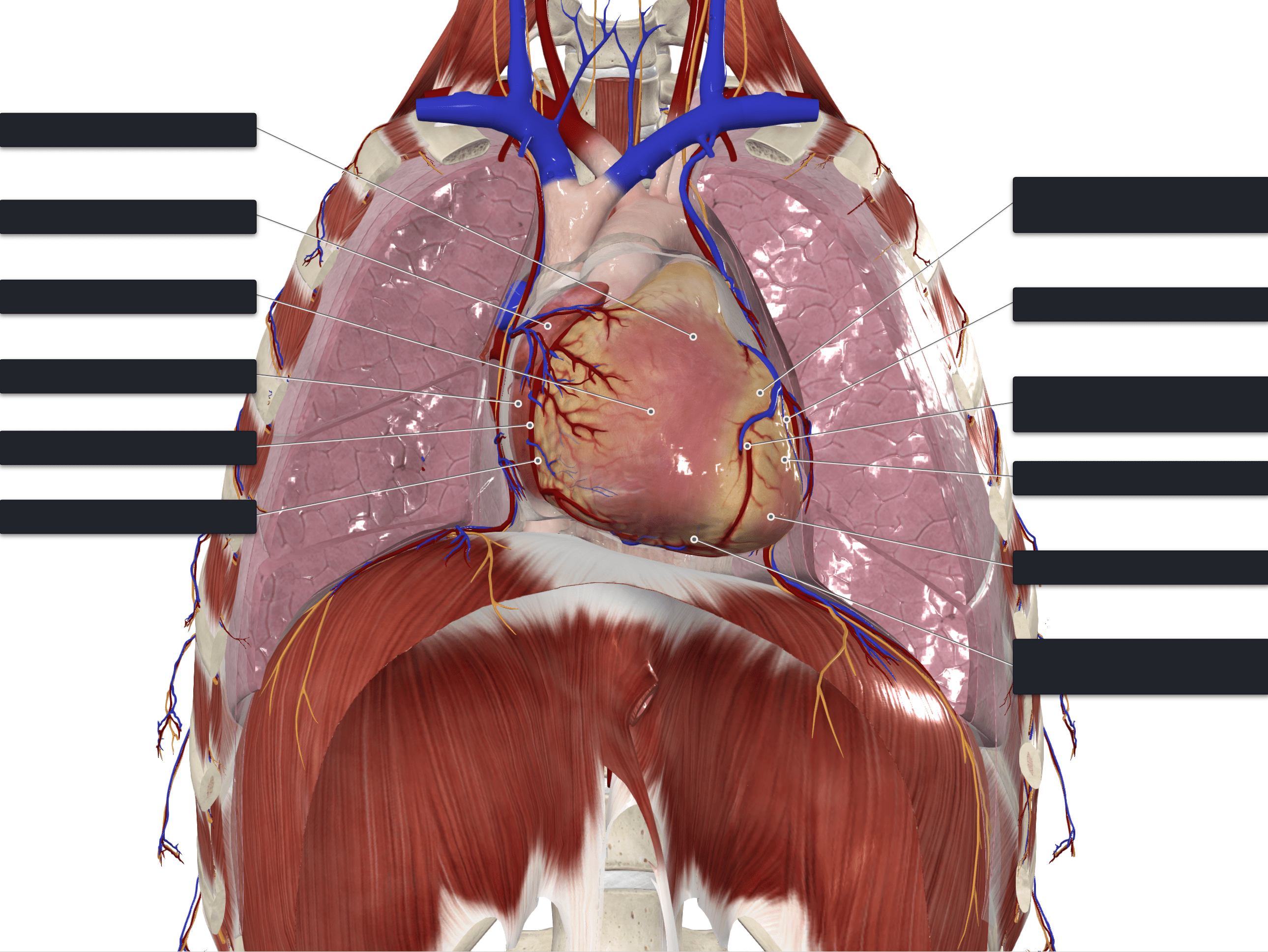 Heart - Anterior Exposure - Student Hub EN