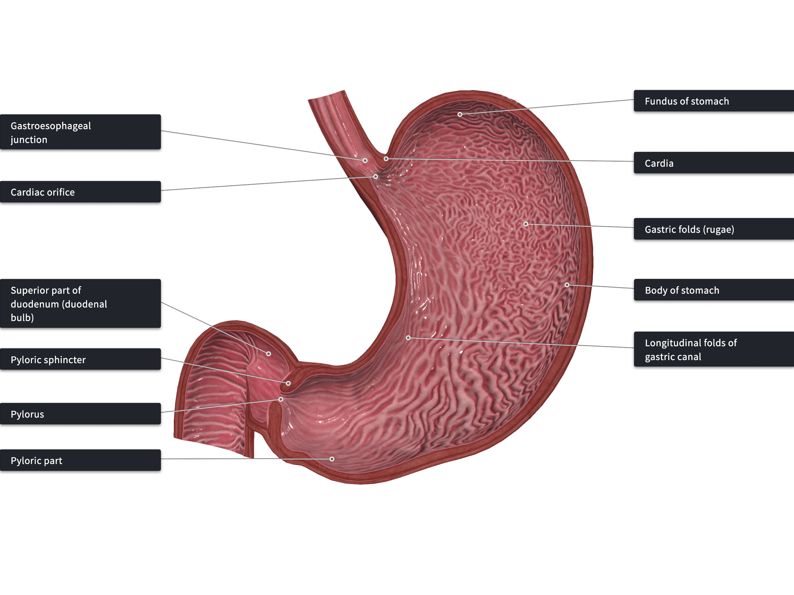 Mucosa of Stomach - Student Hub EN