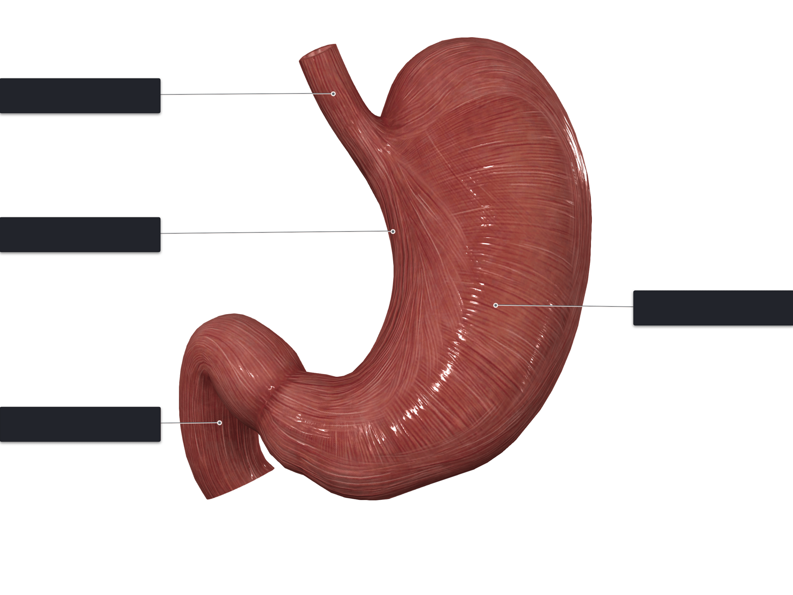 Mucosa of Stomach - Student Hub EN