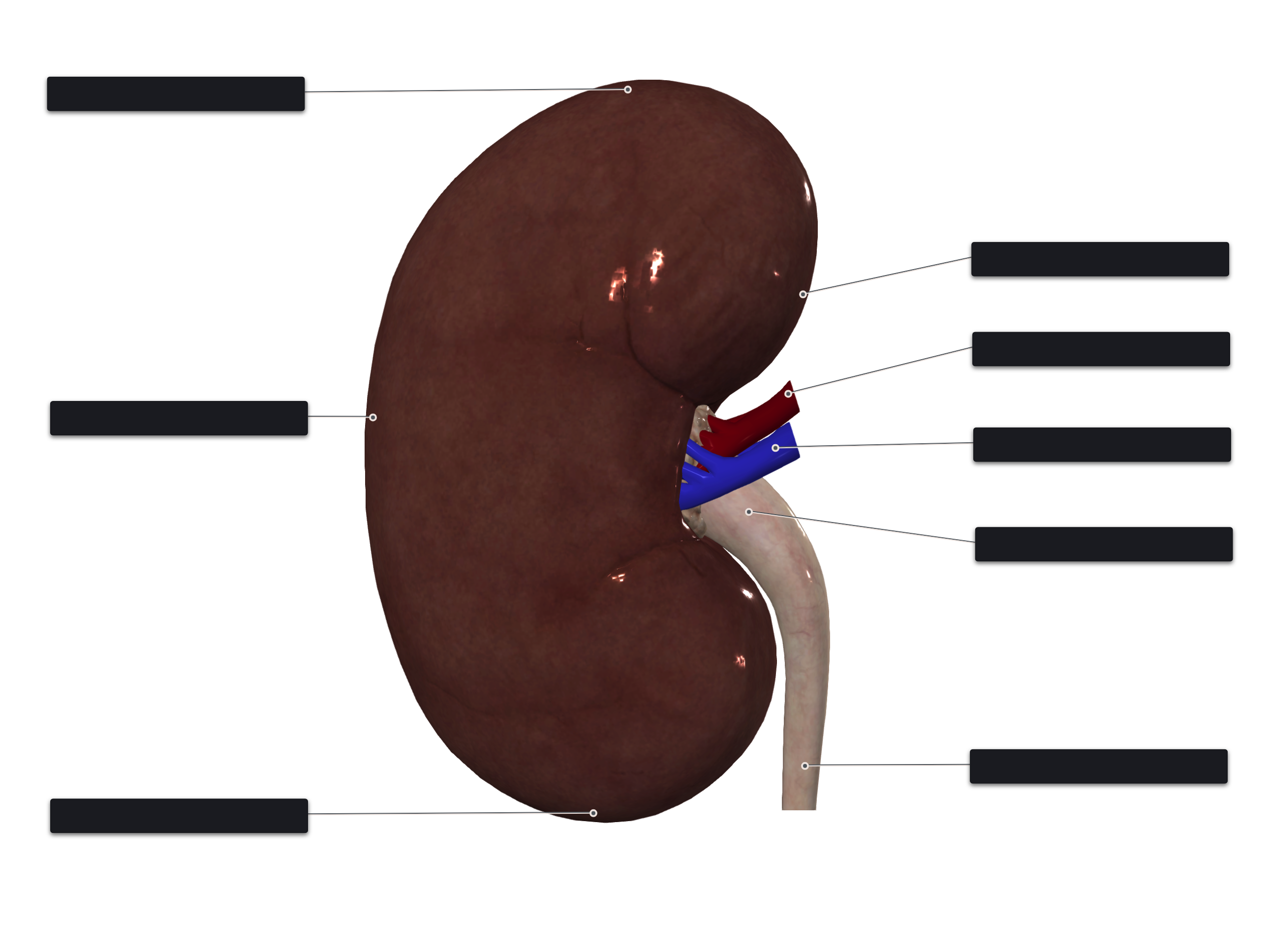 Kidney - Student Hub EN