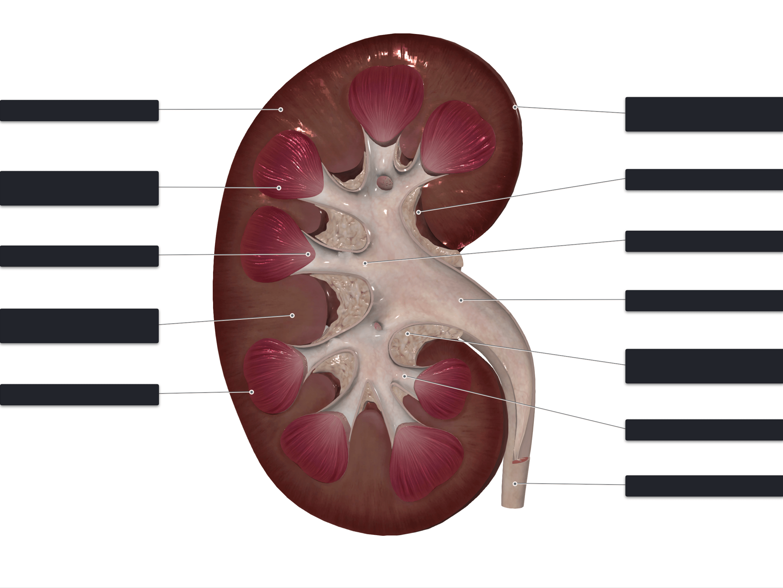 Kidney - Student Hub EN