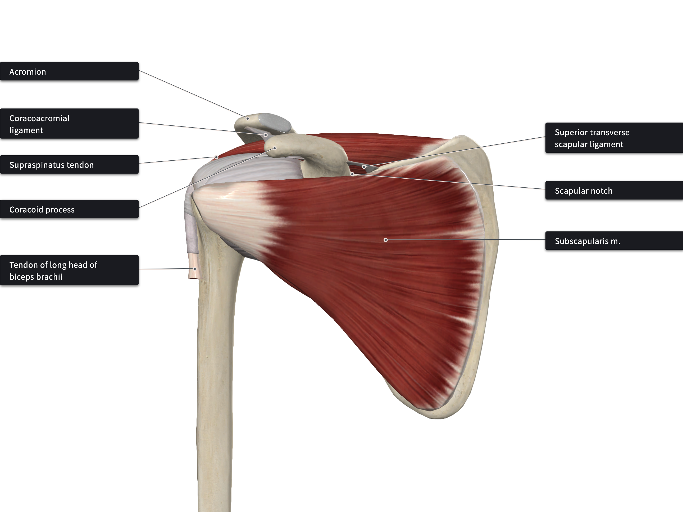 Rotator Cuff Muscles - Student Hub EN