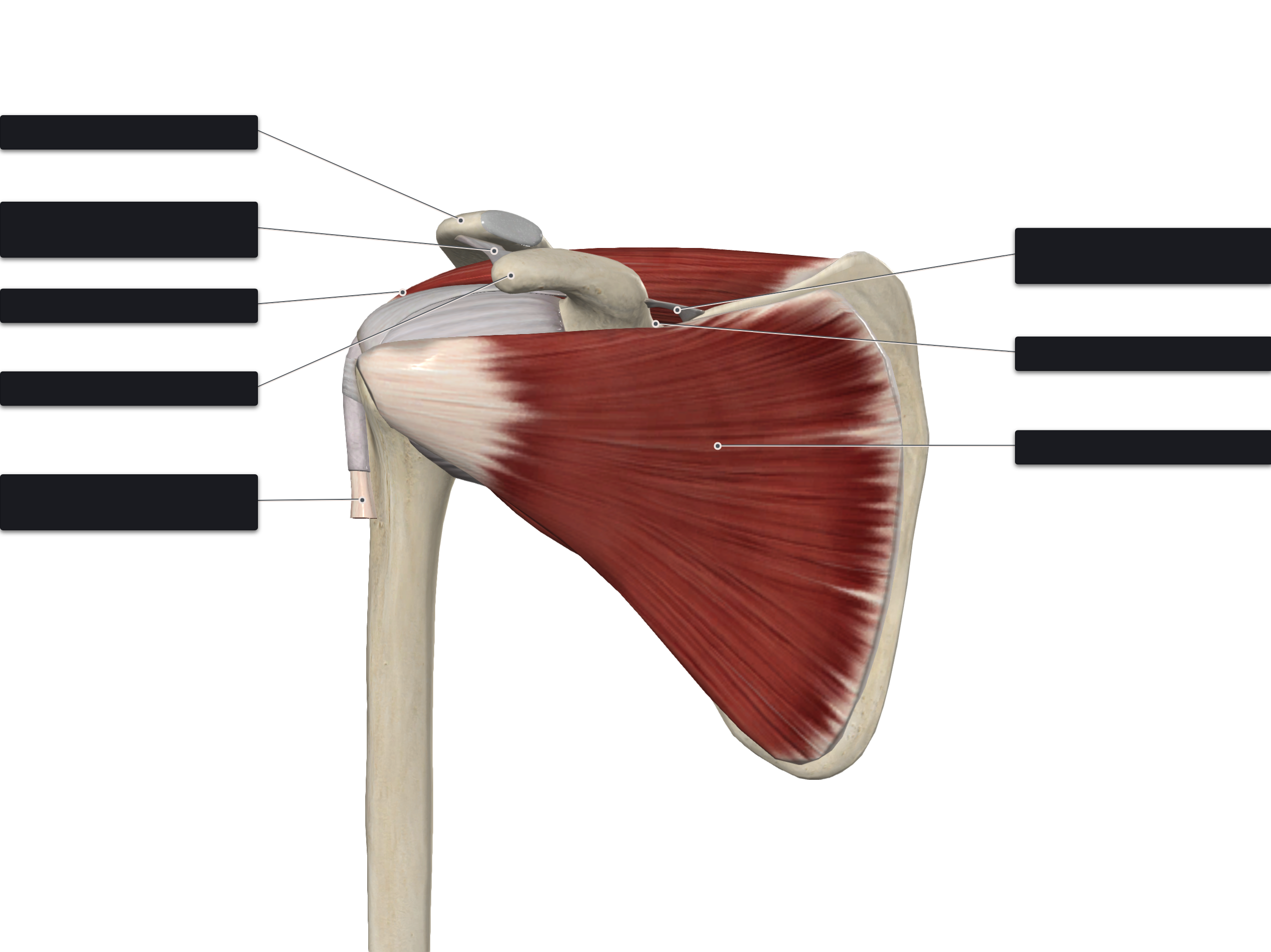 Rotator Cuff Muscles - Student Hub EN