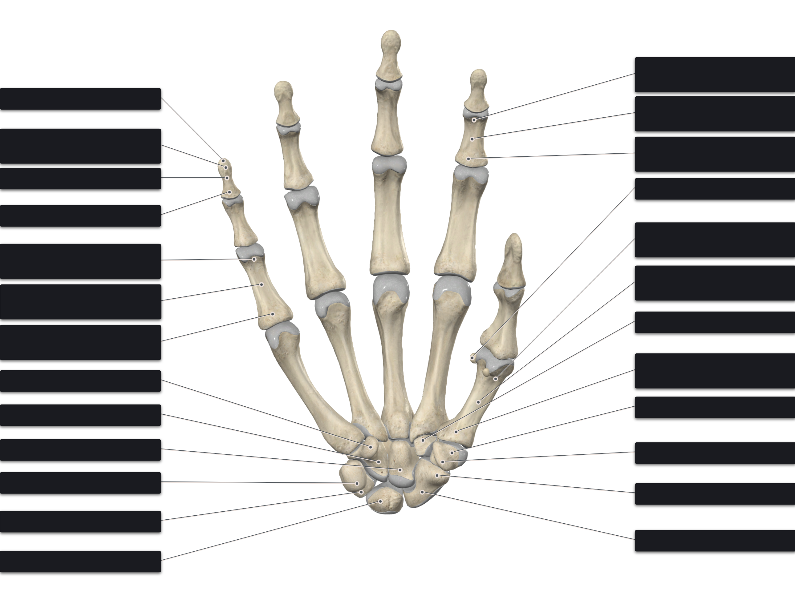 Bones of Hand - Student Hub EN