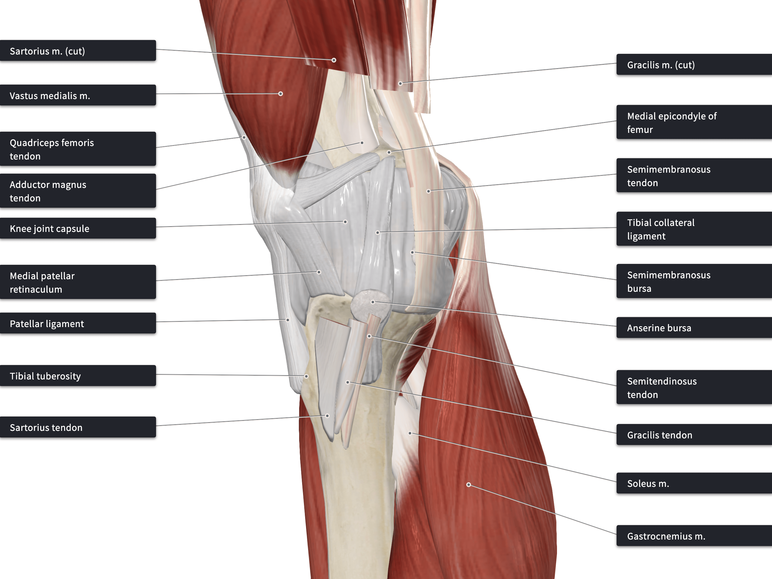 Knee - Student Hub EN