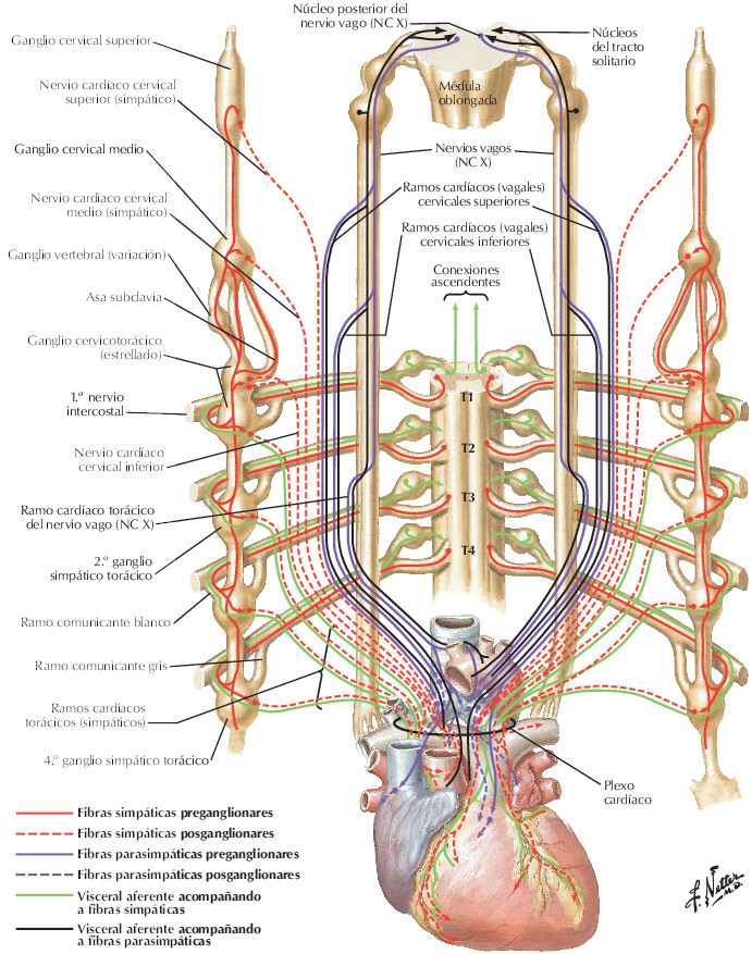 Inervación del corazón. Esquema