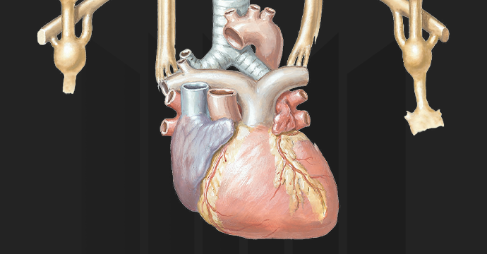 Inervación del corazón. Esquema