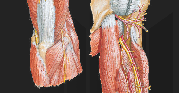 Músculos Del Brazo Humano