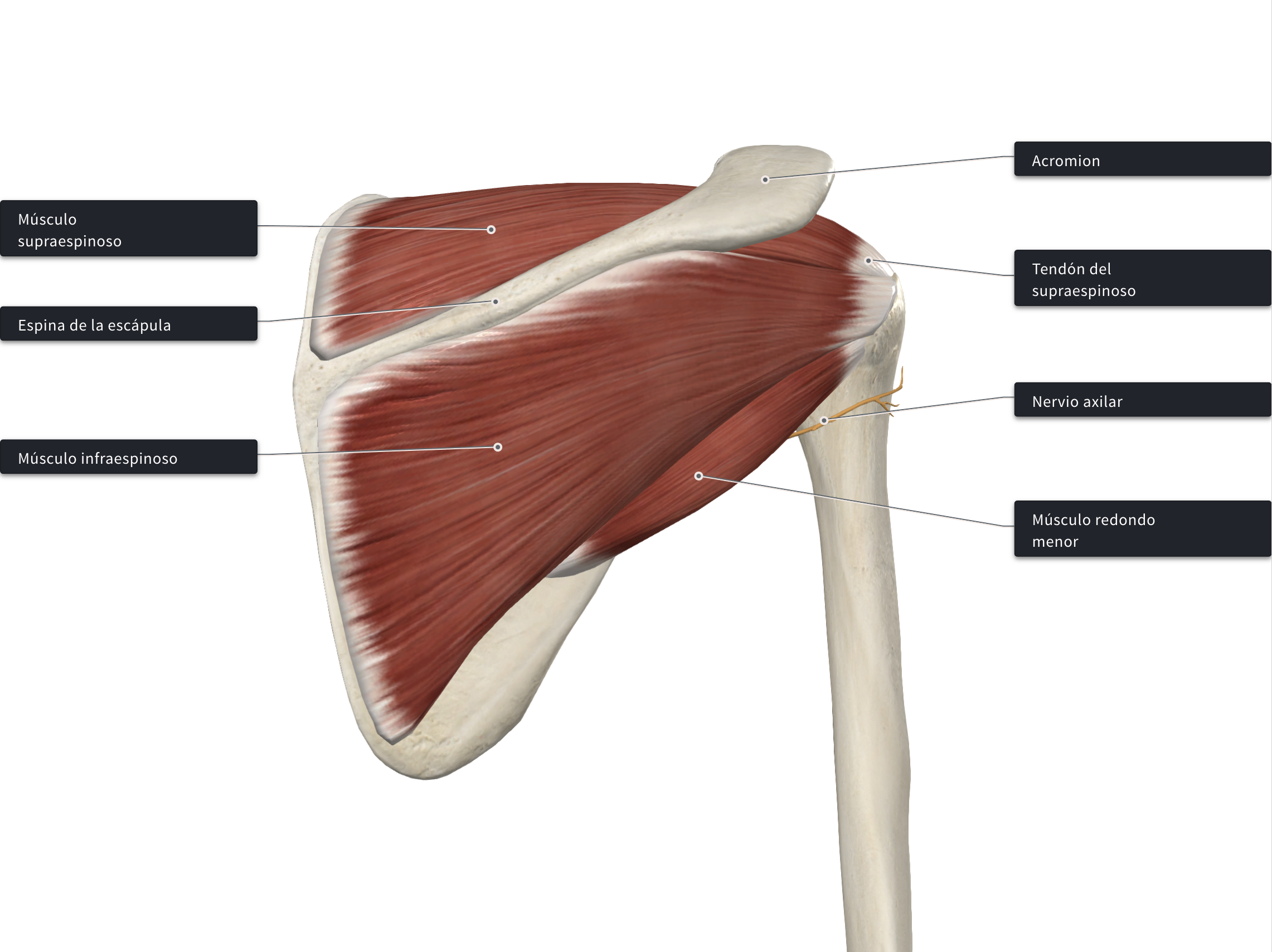 Anatomía 3D de los músculos del manguito rotador