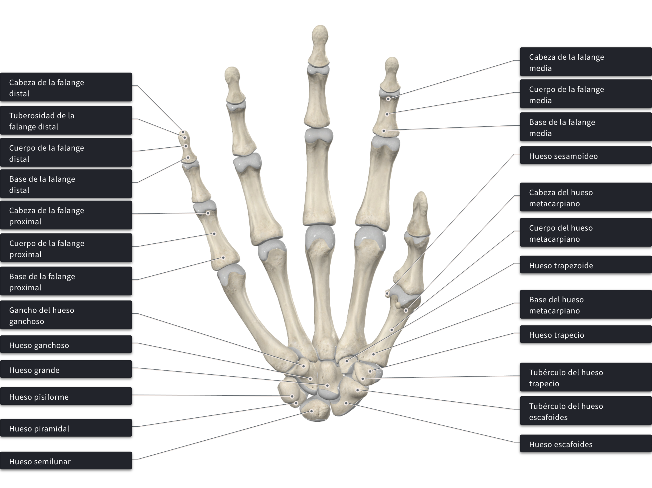 Anatomía 3D de los huesos de la mano: vista anterior y posterior