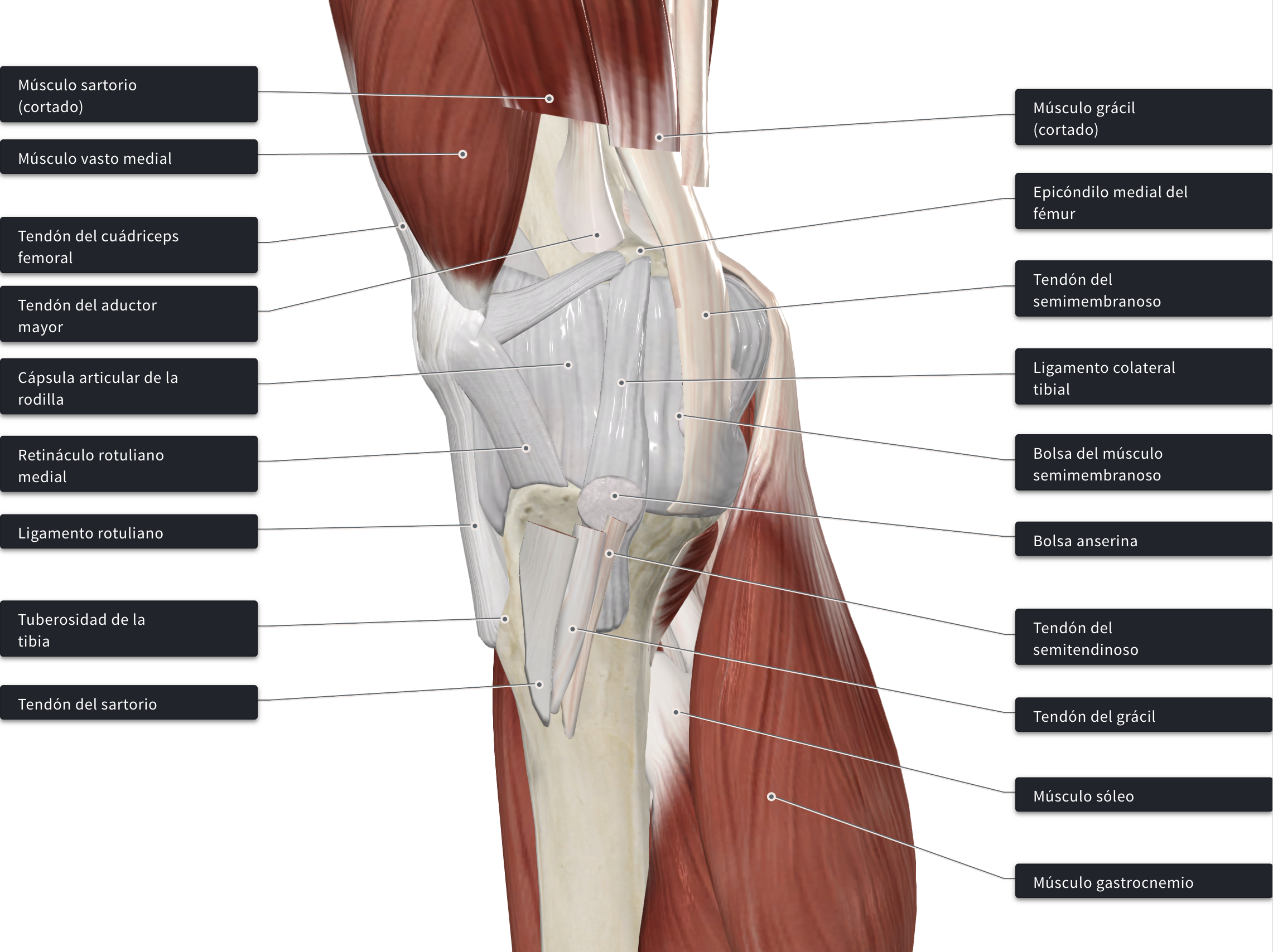 Anatomía 3D de la rodilla: vistas medial y lateral