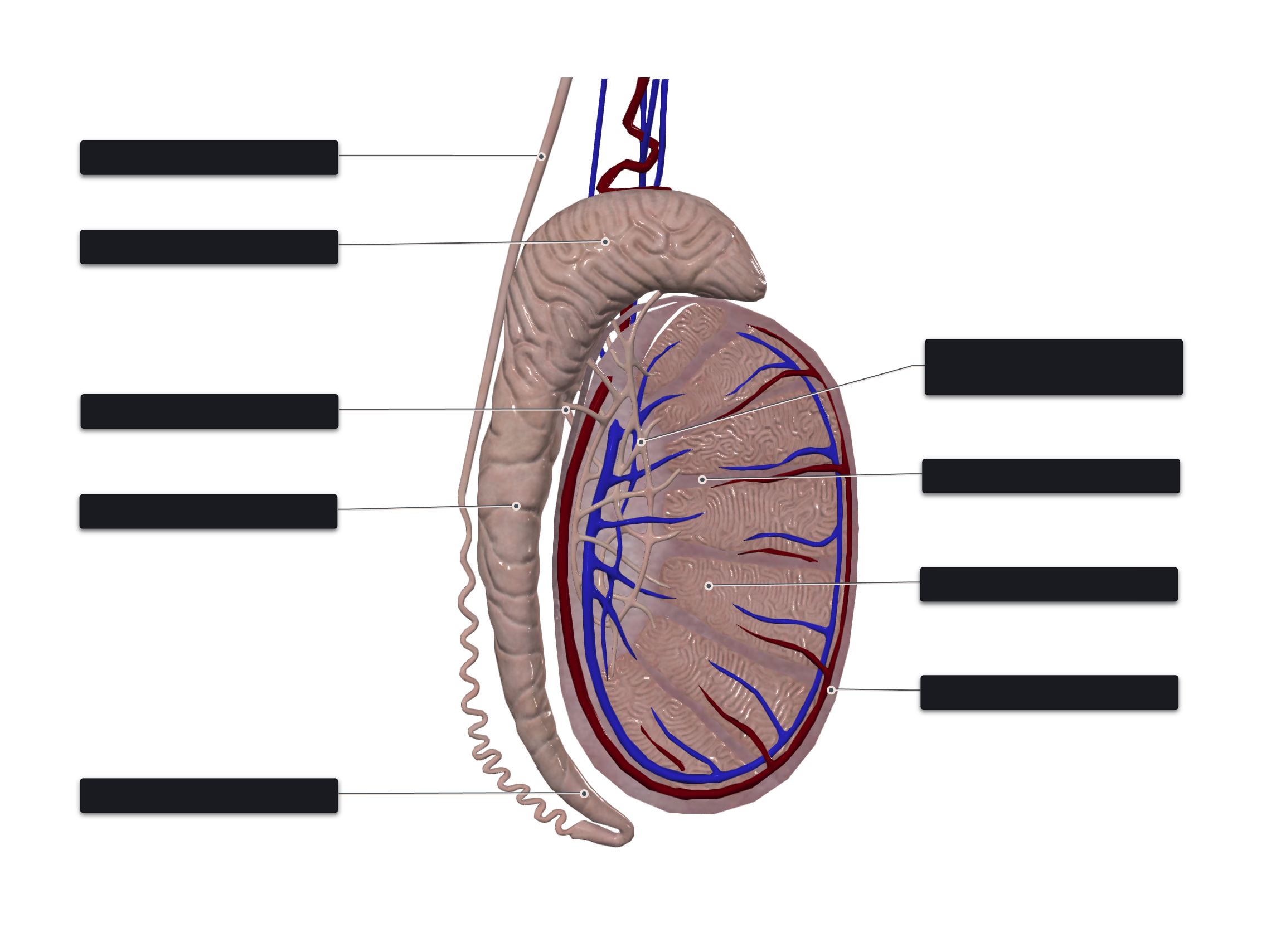 Épididyme testiculaire - Student Hub France