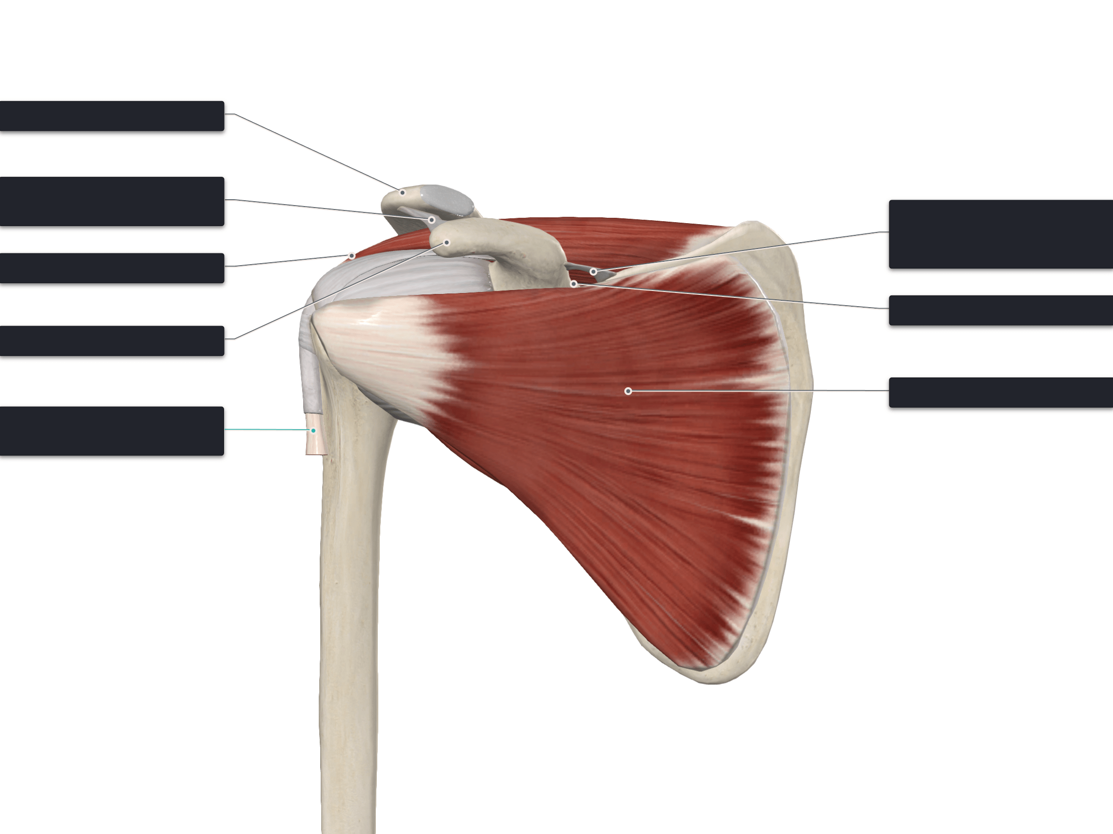Les muscles de la coiffe des rotateurs - Student Hub France