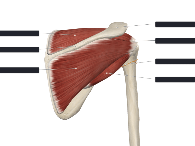 Les muscles de la coiffe des rotateurs - Student Hub France