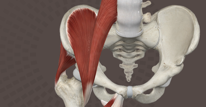 Muscles psoas et iliaque (ilio-psoas) - Student Hub France