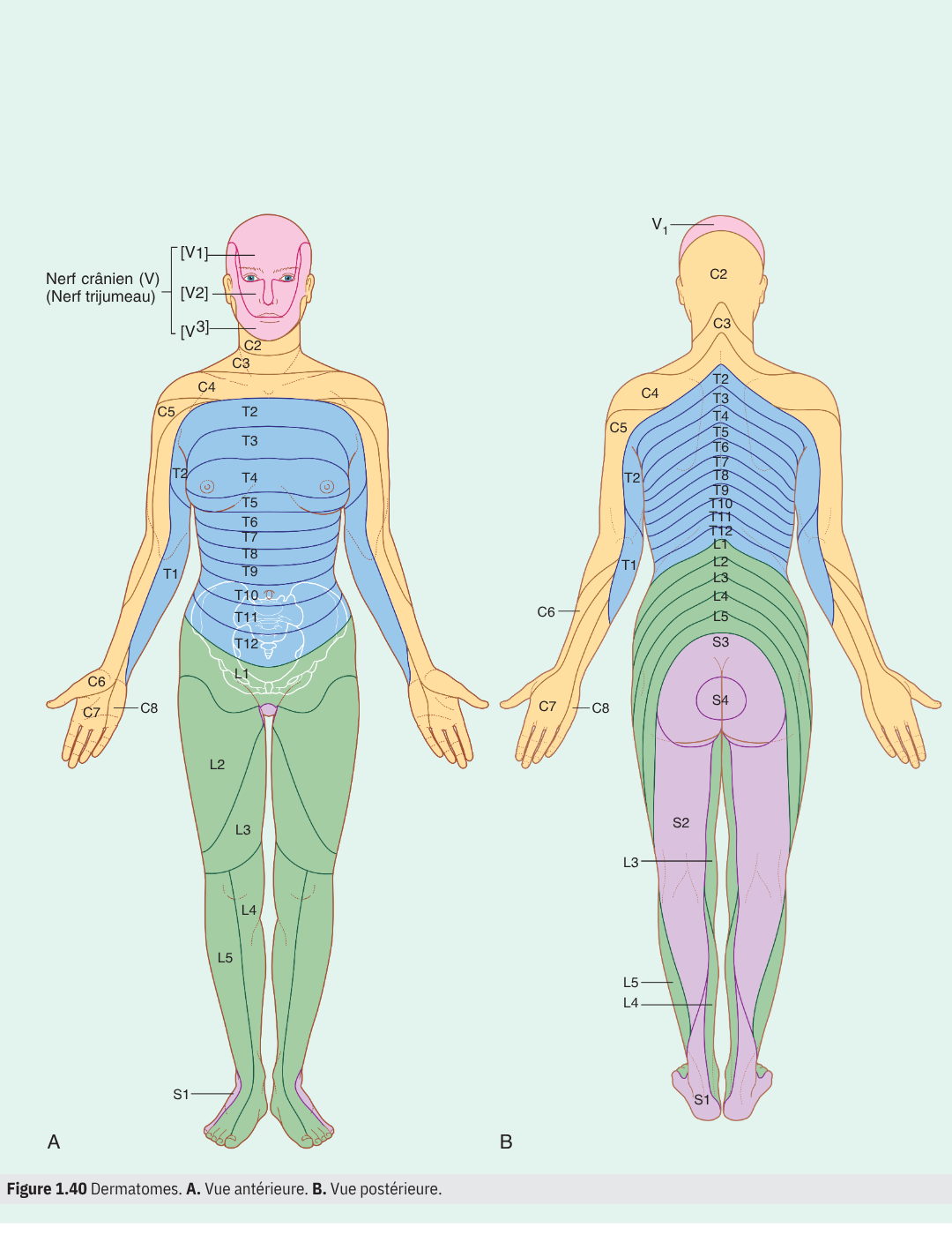 Dermatomes et myotomes - Student Hub France